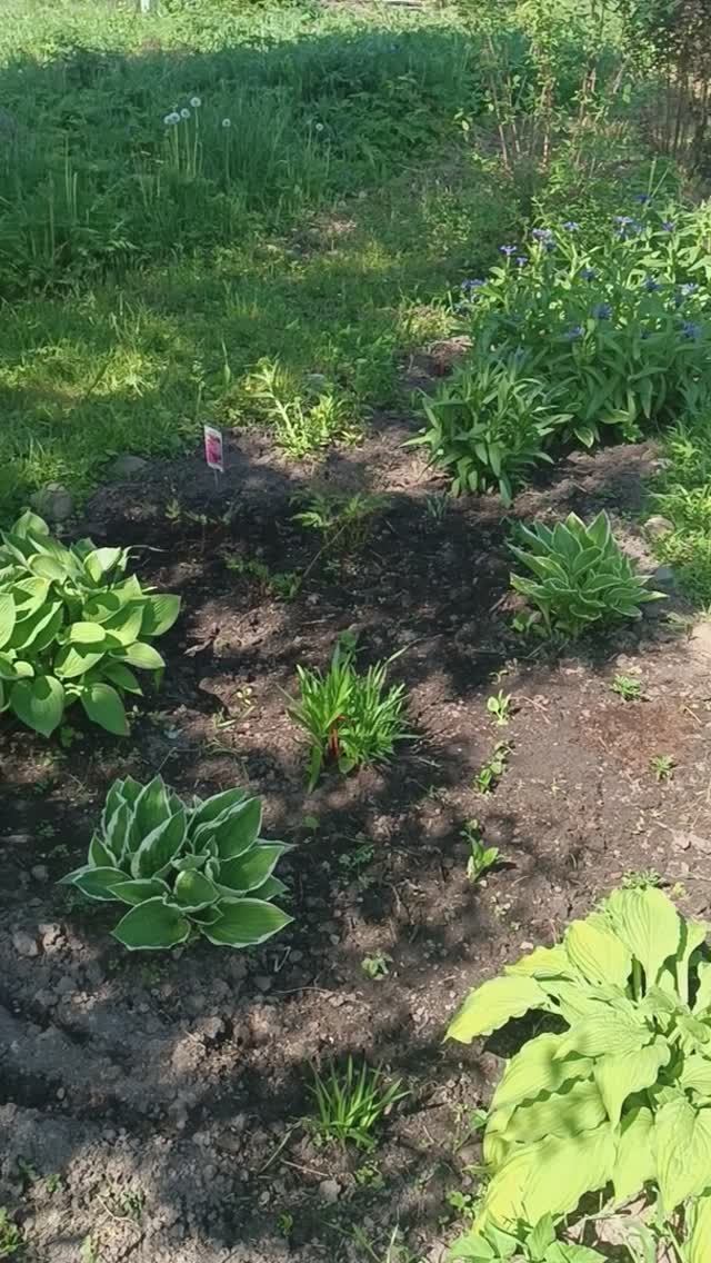 обзор цветника