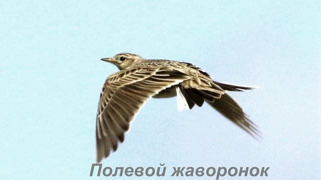 10. Жаворонок
