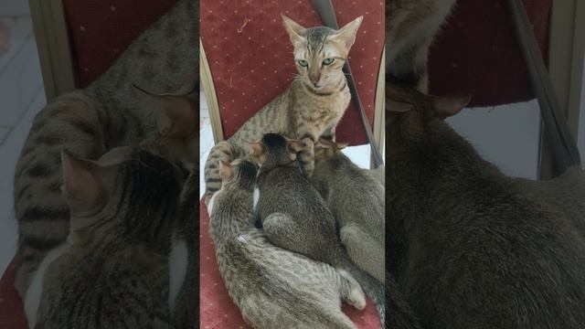 Терпеливая мать