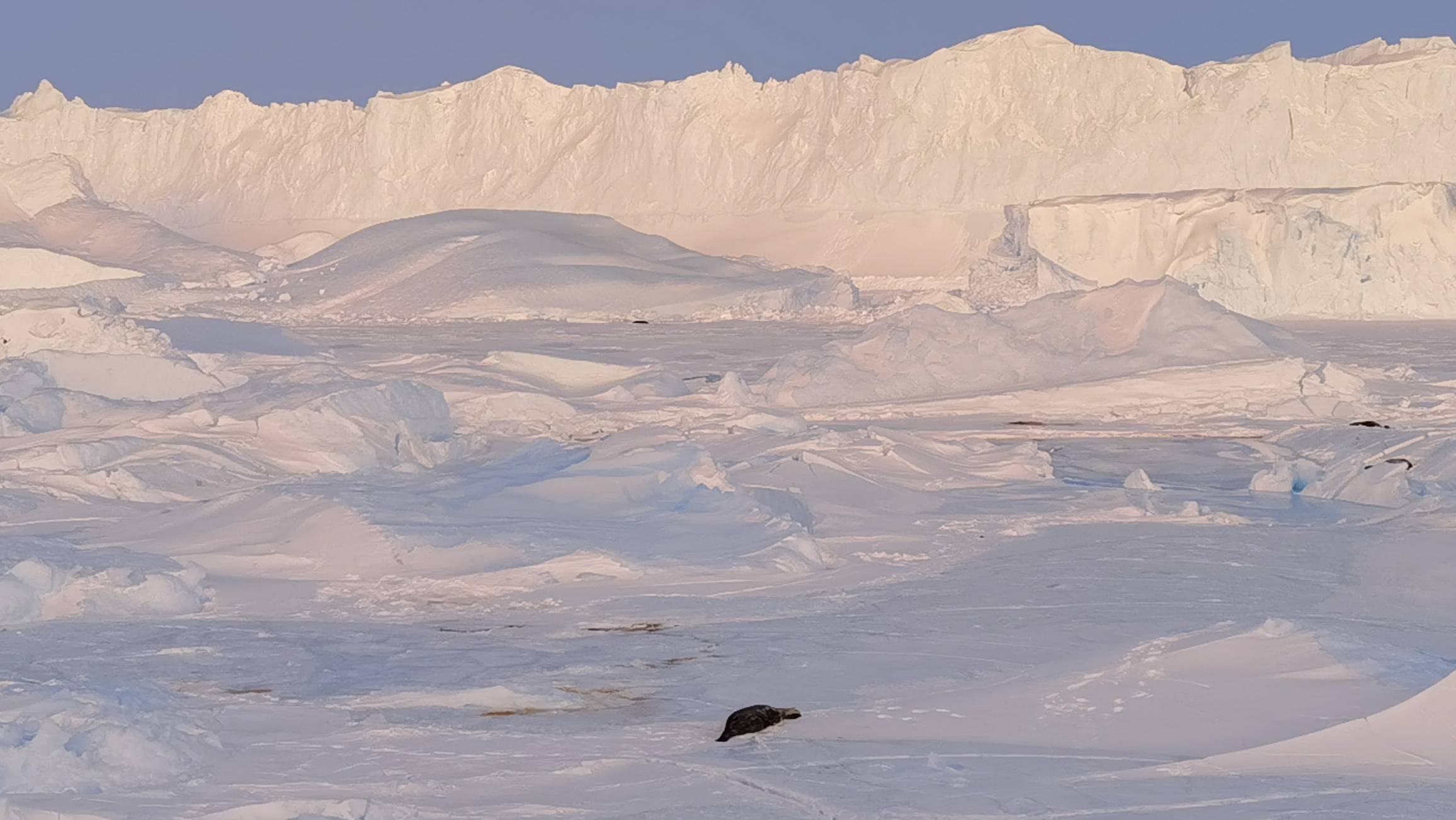 Незапланированная встреча с тюленем. meeting with seal
