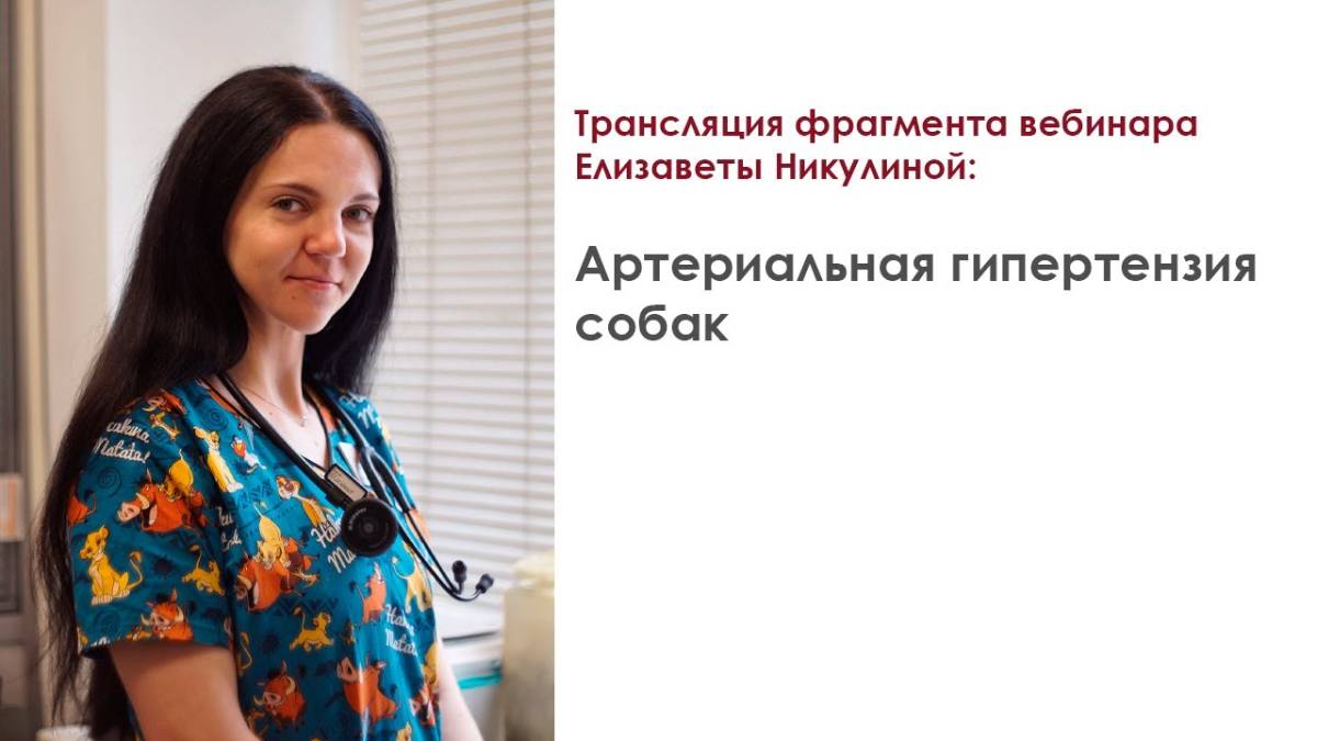 Трансляция фрагмента интенсива Елизаветы Никулиной: “Артериальная гипертензия собак”