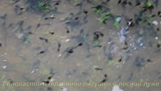 2. Травяная лягушка