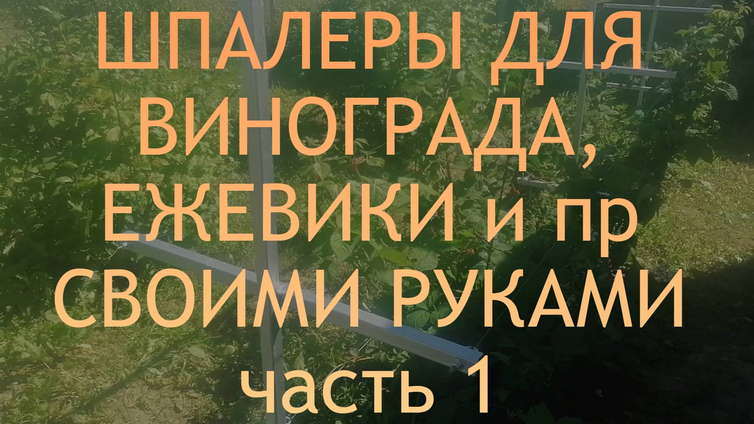 Недорогие шпалеры для винограда, ежевики и малины,  своими руками!  Часть 1