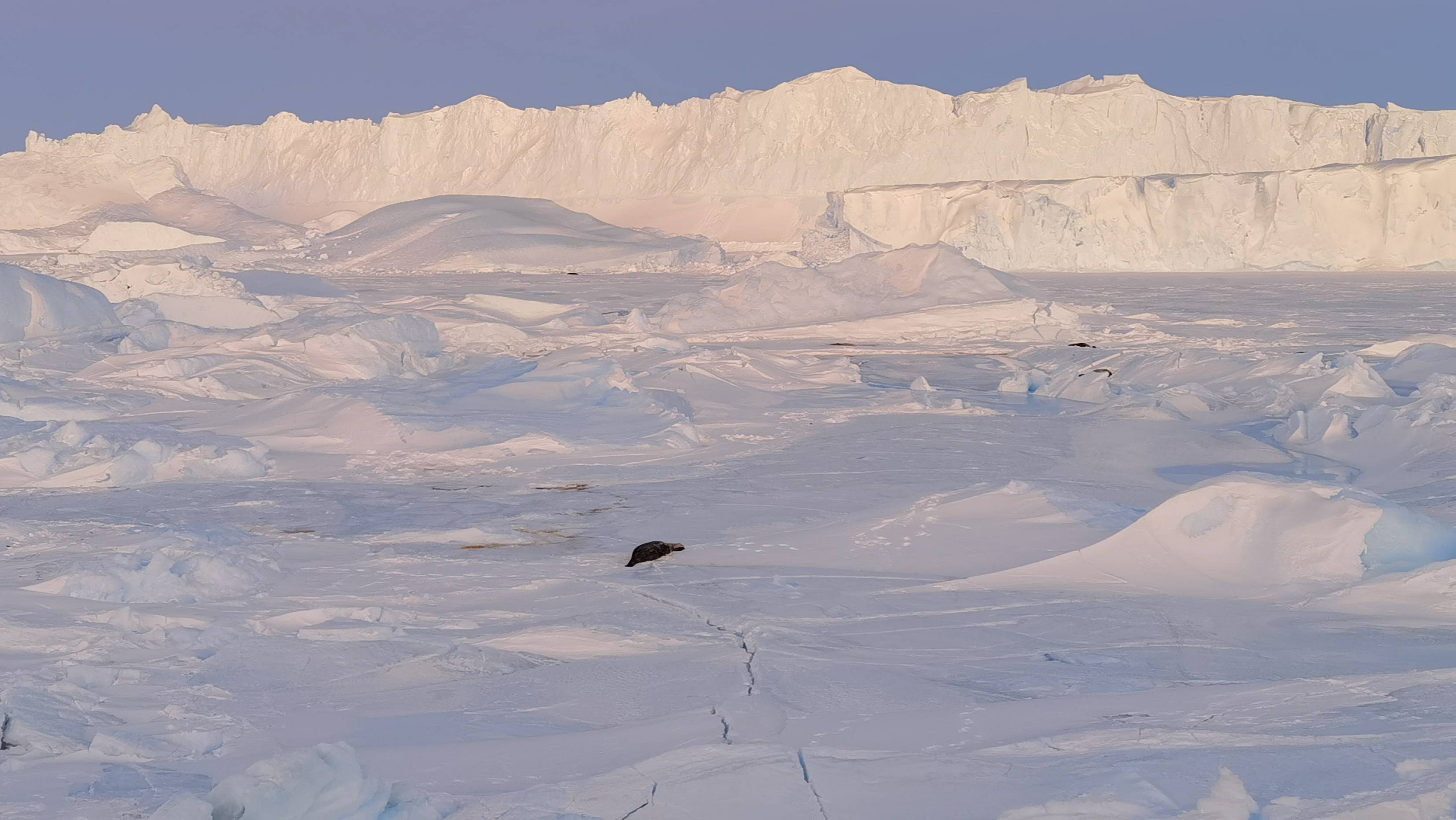 Тюлени на фоне гигантов айсбергов. #seals #iceberg #antarctic