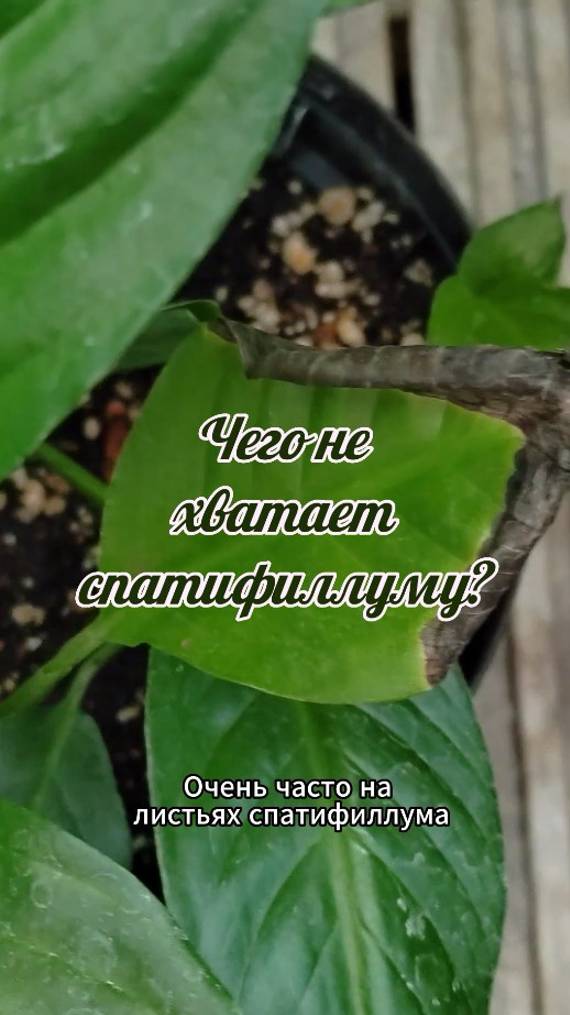Спатифиллум - чернеют и сохнут кончики листьев, что делать? #спатифиллум #shorts