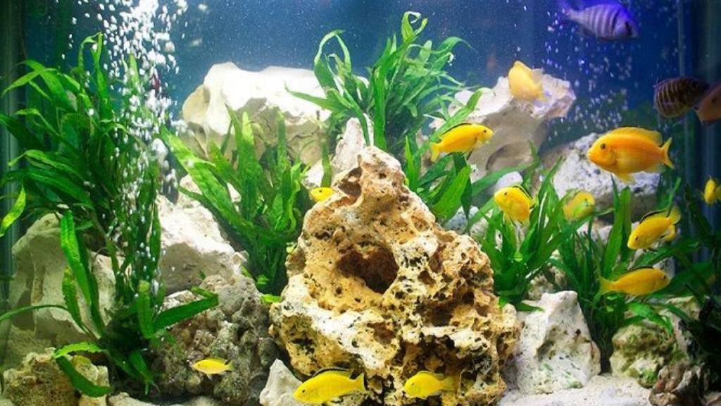 Аквариум для начинающих Рыбки растения - жизнь. The aquarium for beginners