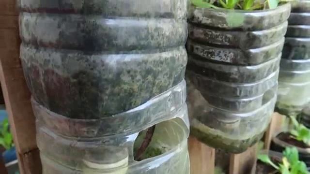 Вот как выращивать овощи дома круглый год