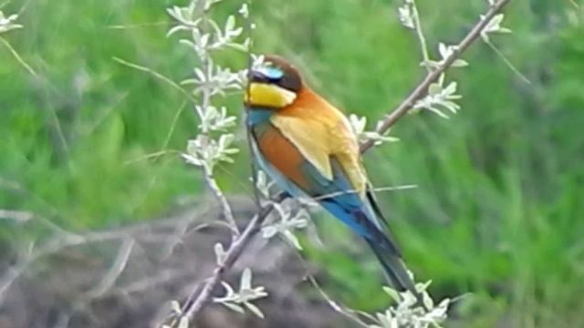 Золотистый щурок (2)