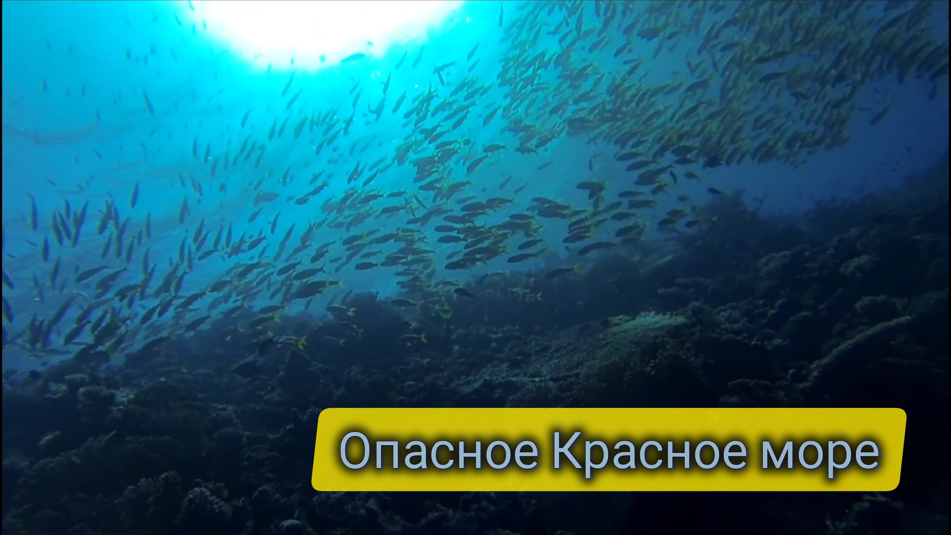 Дайвинг или незабываемое погружение в Красное море. Осьминог, скаты, мурена и сказочные рыбы
