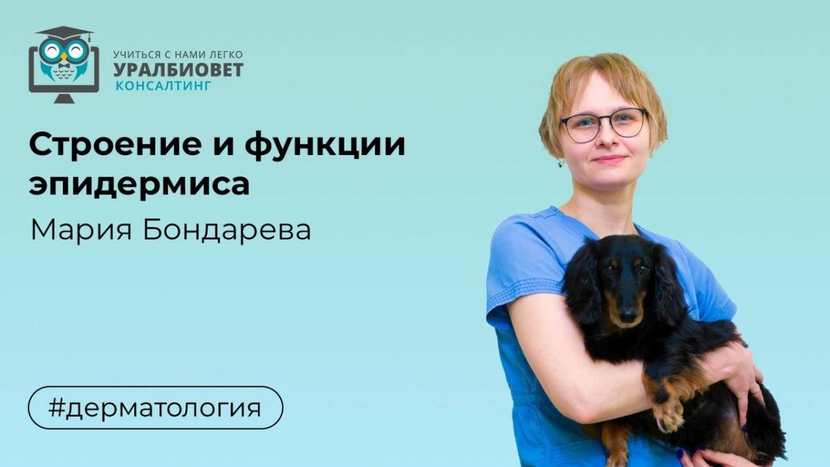 Строение и функции эпидермиса. Лектор Мария Бондарева #убвк_дерматология