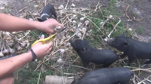 Собираем чеснок и лук на зиму