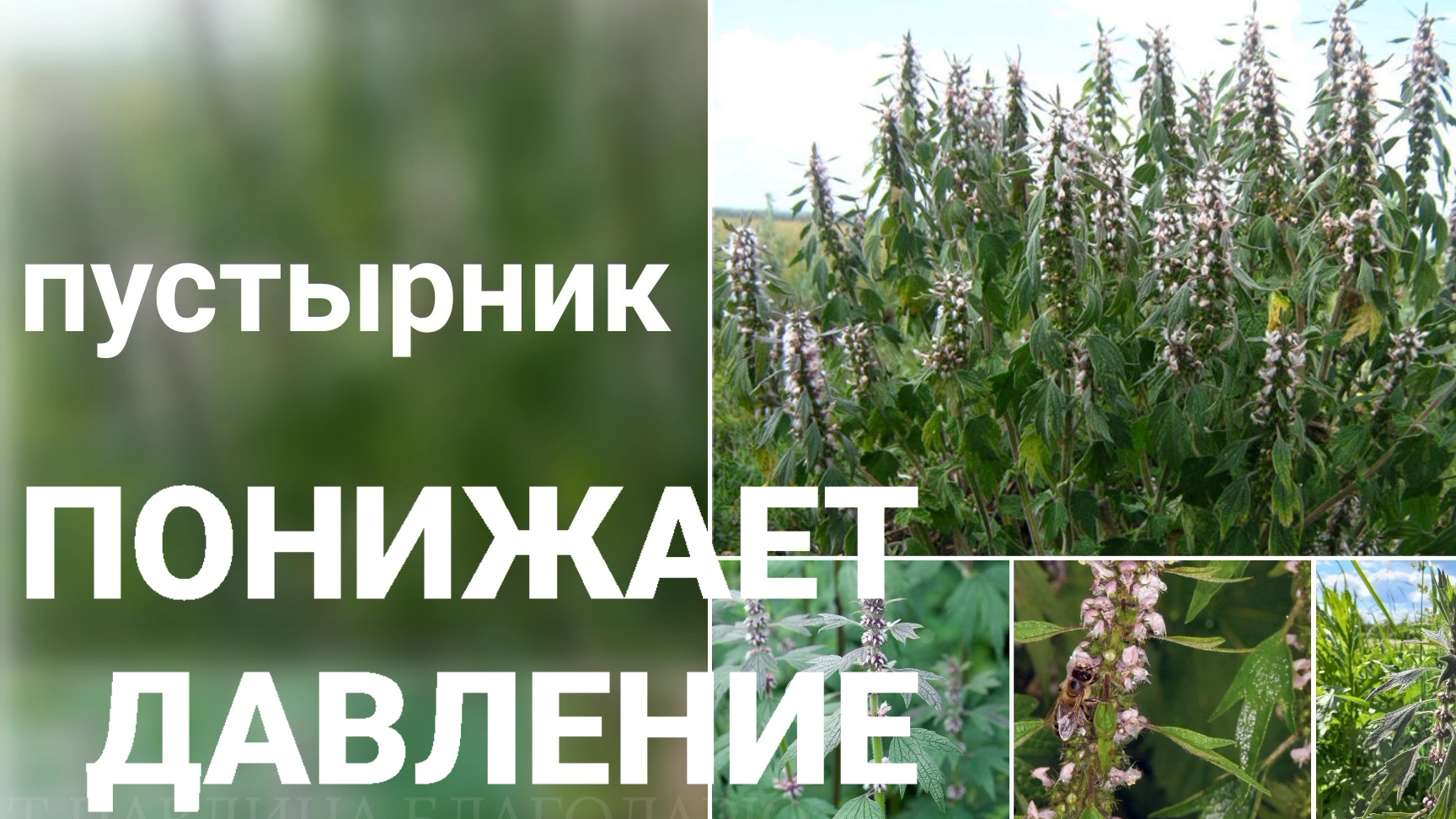 Сильнее Валерьянки в 3,4 раза. Пустырник.