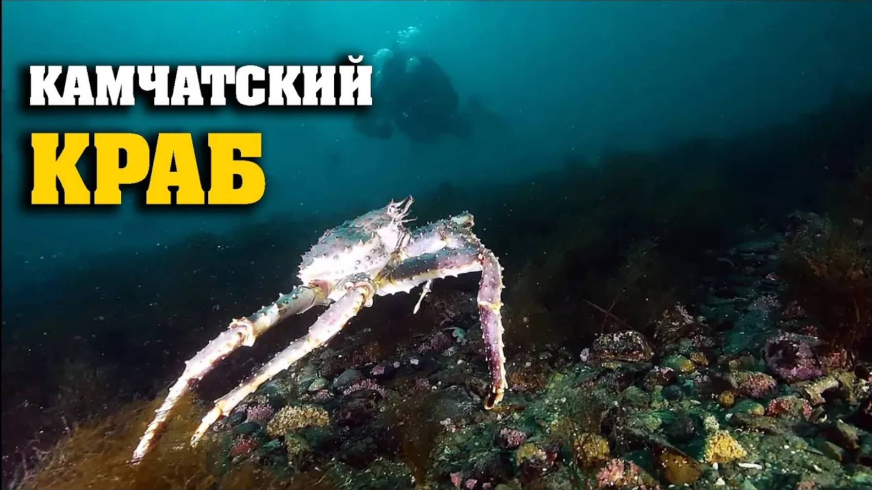 Камчатский КРАБ