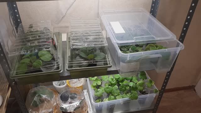 Фиалки без полива!😱Результат!💦