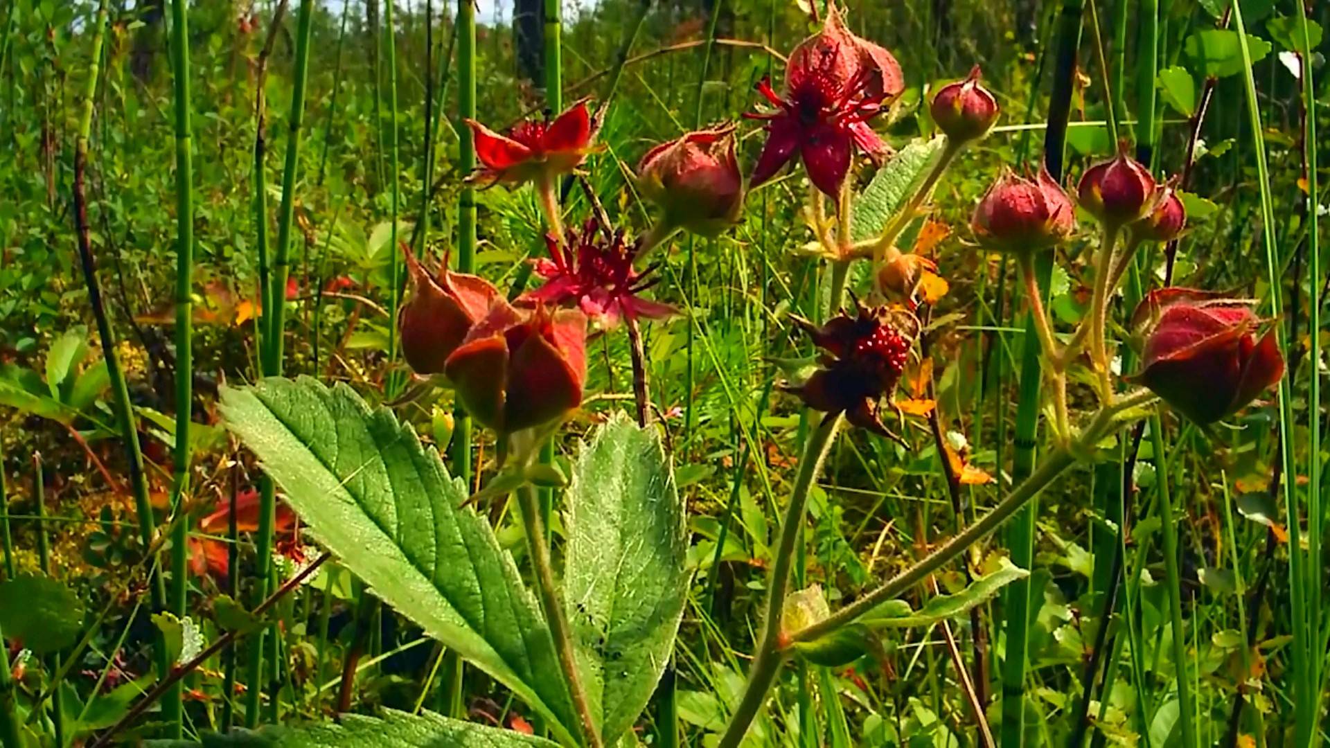 Сабельник болотный,заготовка в октябре