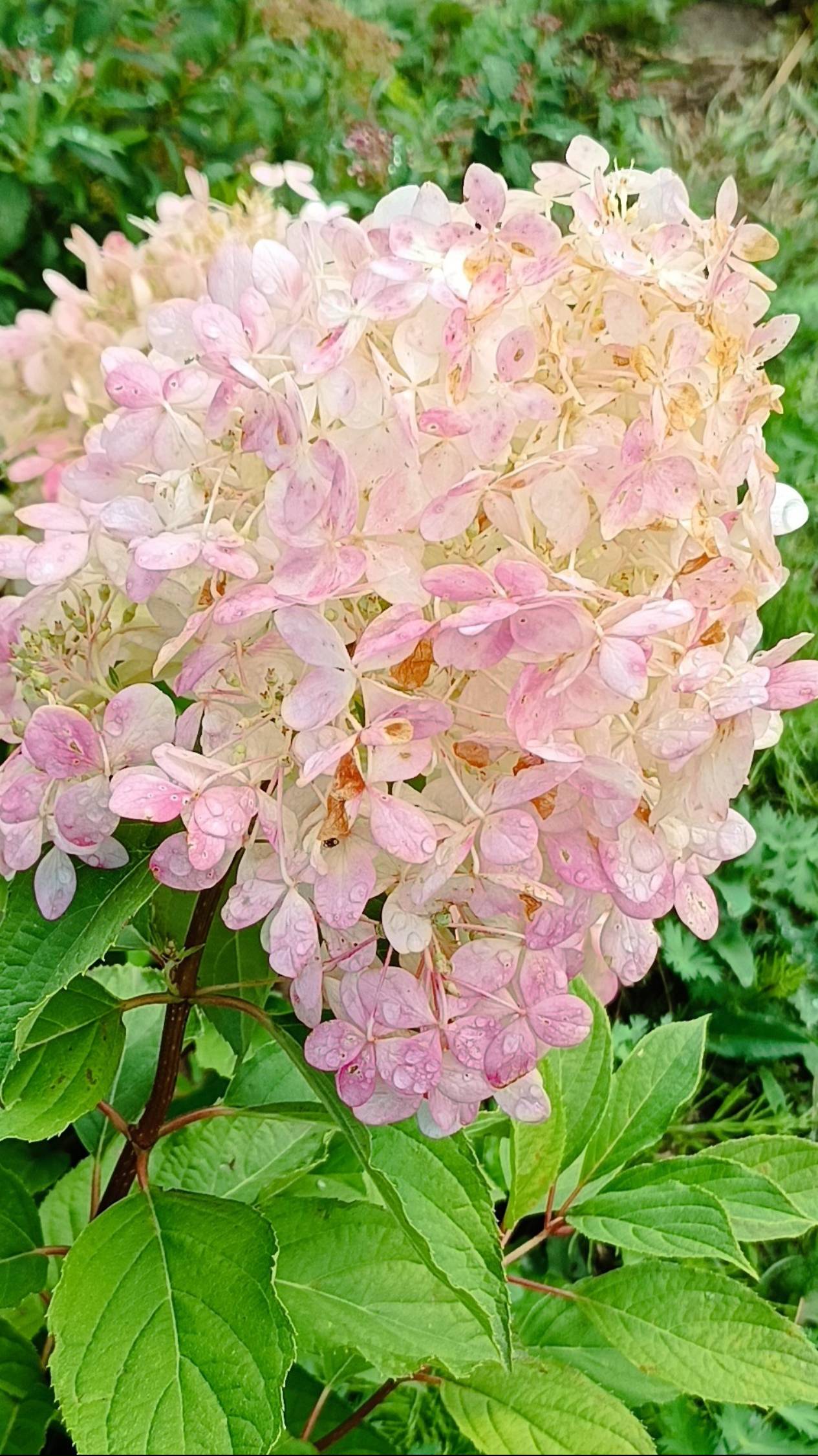 Гортензия метельчатая Phantom