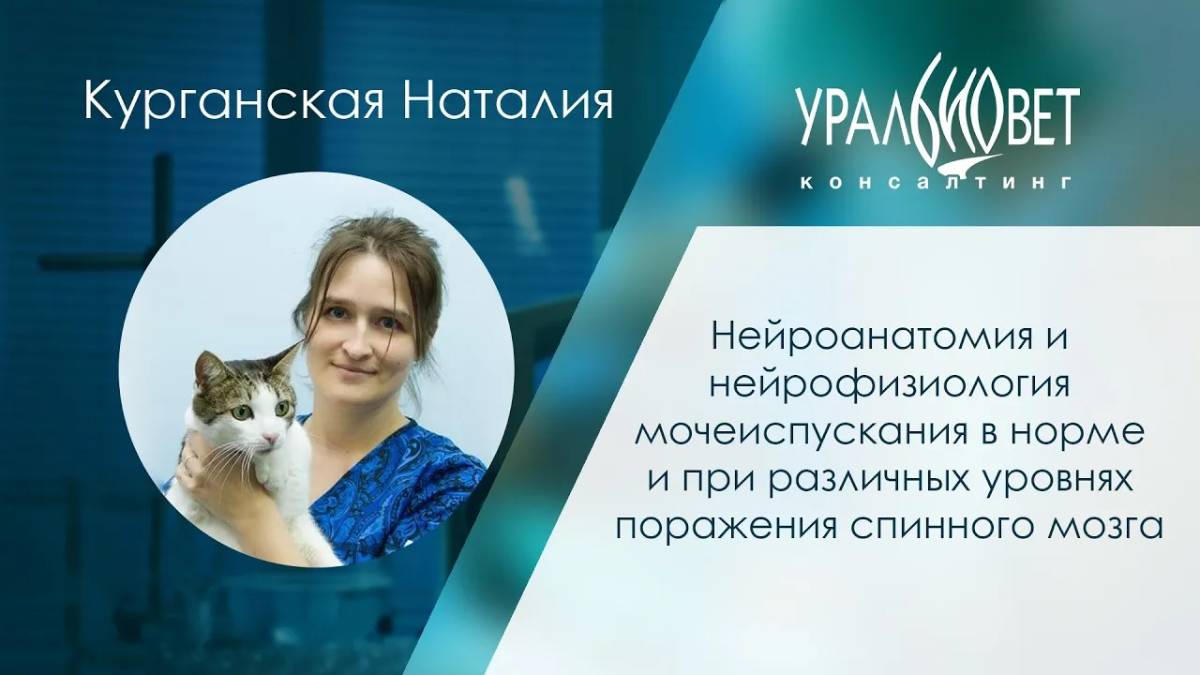 Нейроанатомия и нейрофизиология мочеиспускания в норме и при поражении спинного мозга. Курганская Н.