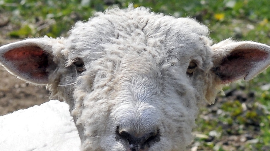 играю в тайкун Sheep 1 часть