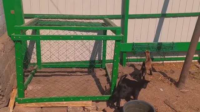 🪚 Сделала 🔨 КЛЕТКУ для камерунских 🐐 КОЗЛЯТ