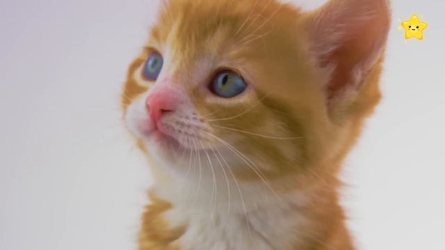 Песенки про животных для детей  Как говорят животные Дуба дуба и другие песенки самых маленьких