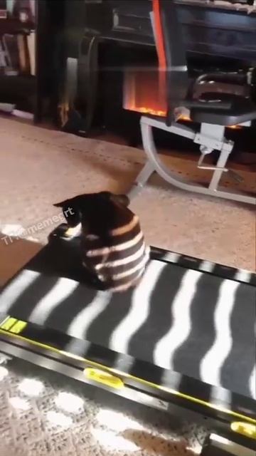 Срочное котопультирование