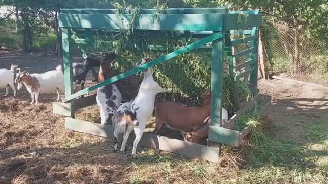 НЕ без ПОТЕРЬ 😪 КАМЕРУНСКАЯ коза РОДИЛА и ВЬЕТНАМСКАЯ свинья ОПОРОСИЛАСЬ.