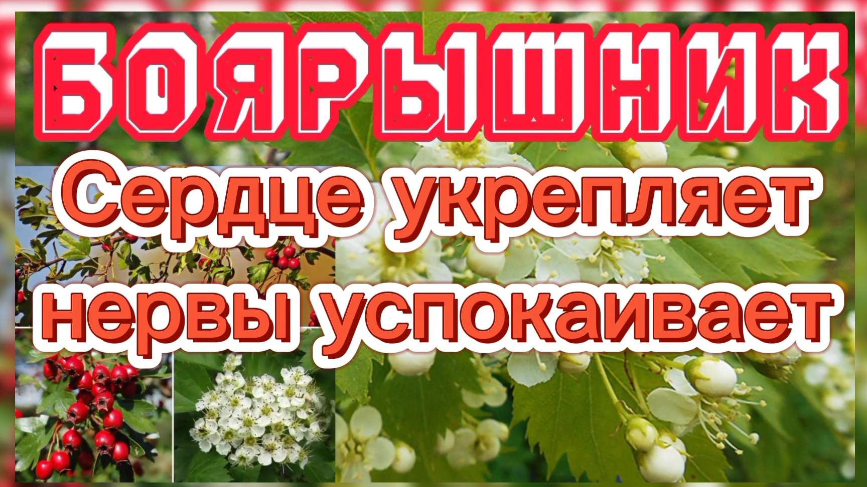 Настойка из Боярышника Сердце укрепляет. Видео фильм. #Боярышник