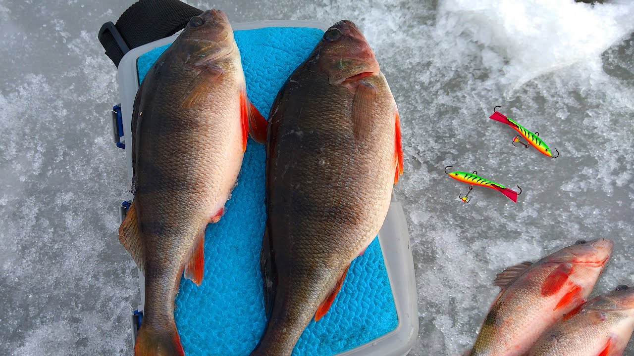 НАШЕЛ КОРЯЖКУ, А ТАМ! ПОЛУКИЛОГРАММОВЫЙ ОКУНЬ! Рыбалка по ОПАСНОМУ последнему льду