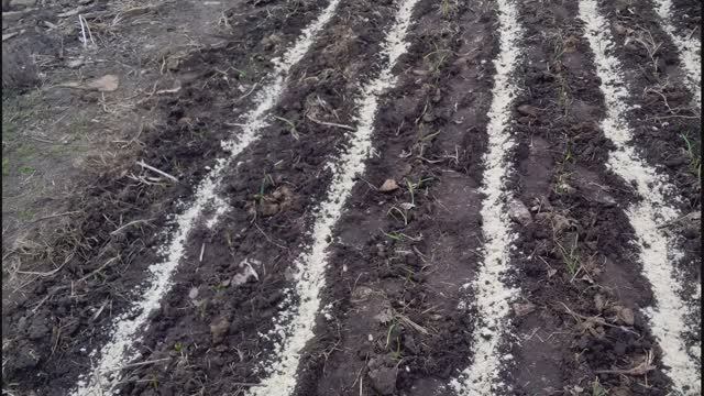 Мой день в деревне. Прополка и посадка огорода в марте. Уход за животными