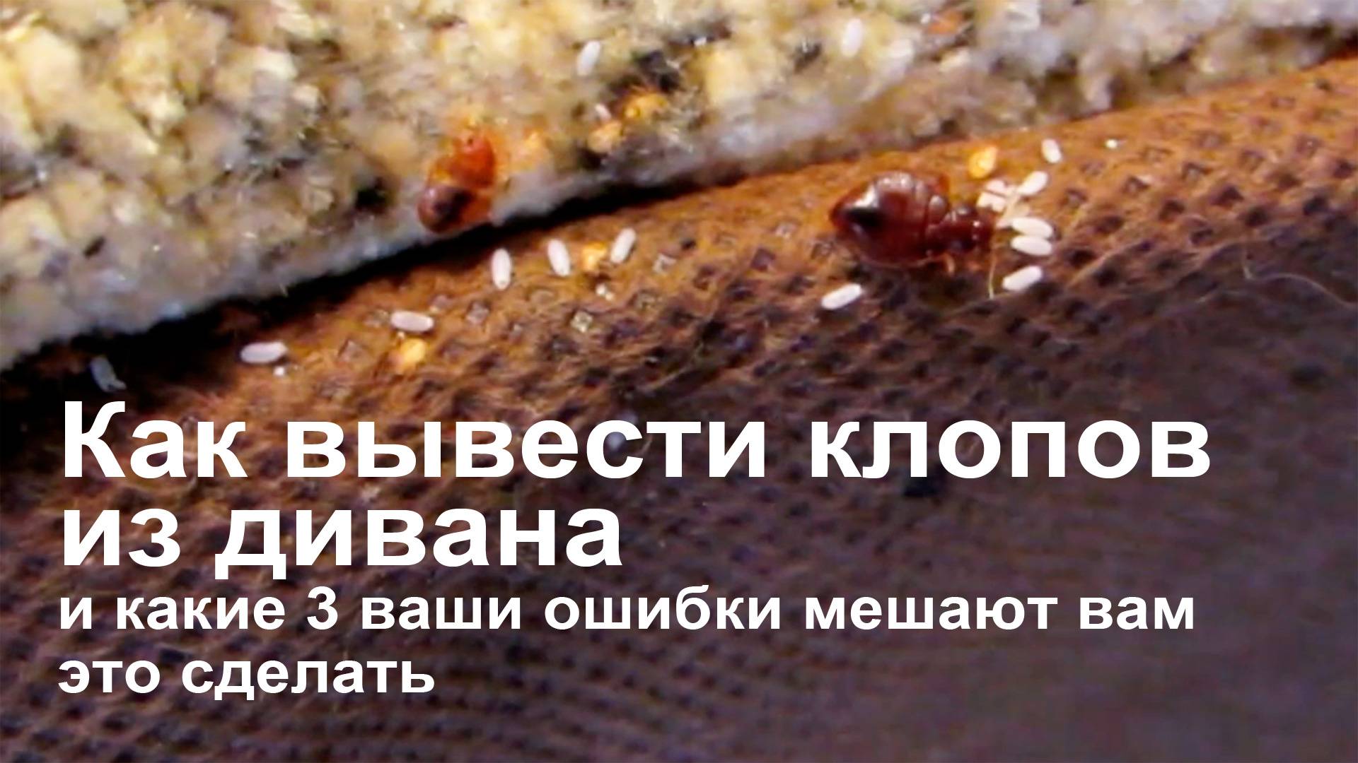 Три ошибки, из-за которых у вас не получается избавиться от клопов в диване