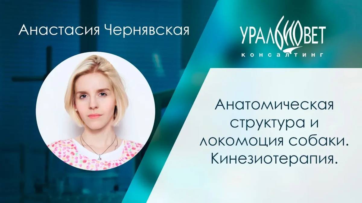 Анатомическая структура и локомоция собаки. Кинезиотерапия. Анастасия Чернявская #убвк_реабилитация