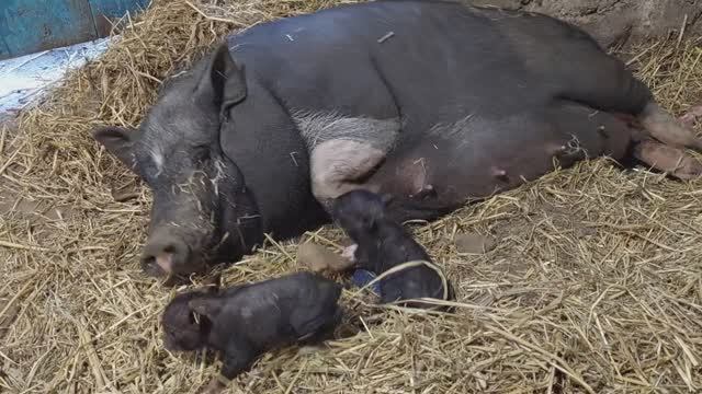 Такого мы НЕ ОЖИДАЛИ! Опорос Лели ШОКИРОВАЛ! Покрыли Нику, закупили сено