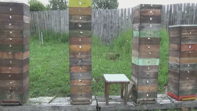 Качаю первый мёд