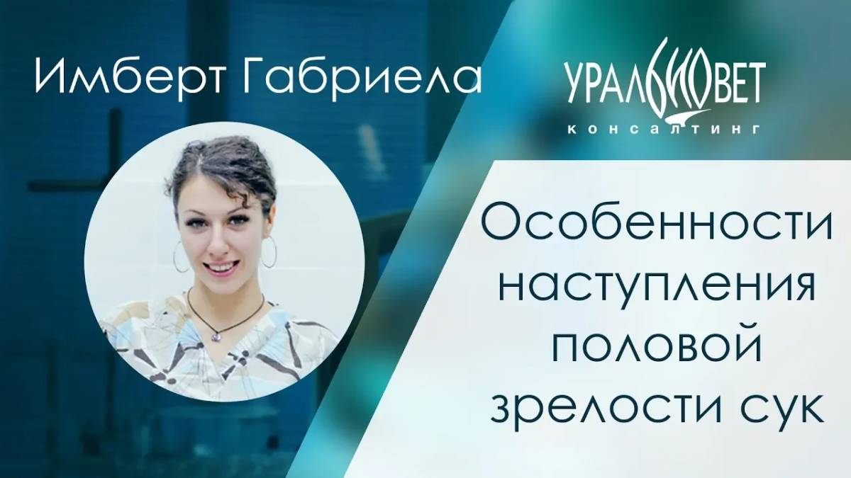 Особенности наступления половой зрелости сук. Имберт Габриела #убвк_репродуктология
