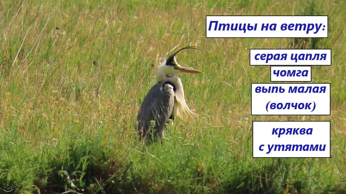 Птицы на ветру: серая цапля, чомги, волчок (выпь малая), кряква с утятами. РО, с-з, июнь 2024