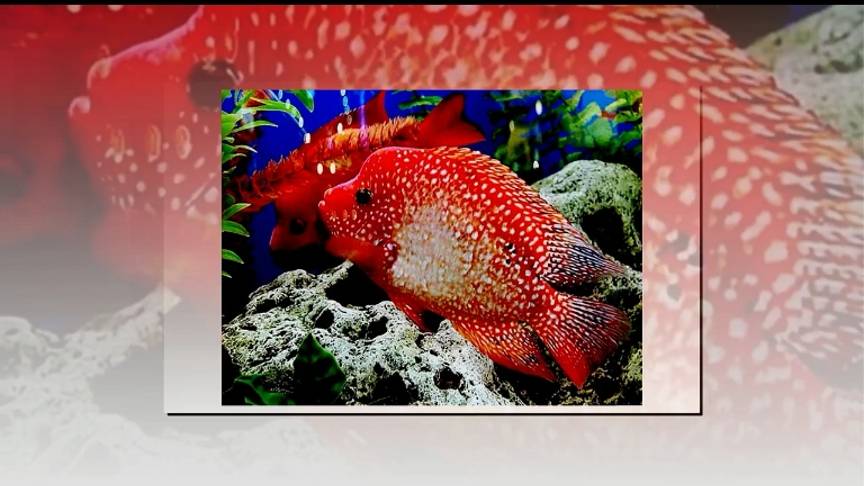 ЧАРУЮЩИЙ И ПРЕКРАСНЫЙ ПОДВОДНЫЙ МИР.