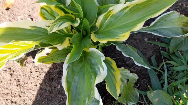 Хоста Royal Charmer (от ОптХоза) 25 июля 2022 г.