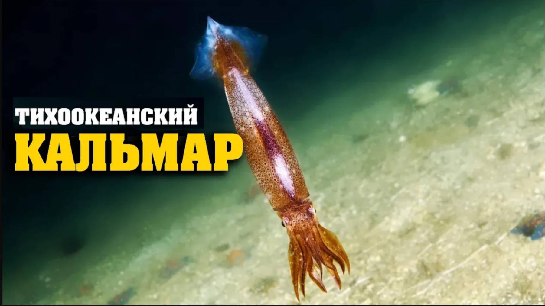 ТИХООКЕАНСКИЙ КАЛЬМАР