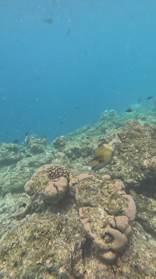 Голубопёрый балистод за едой