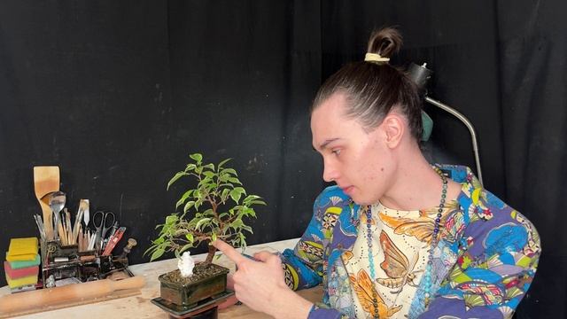 История моего первого дерева бонсай