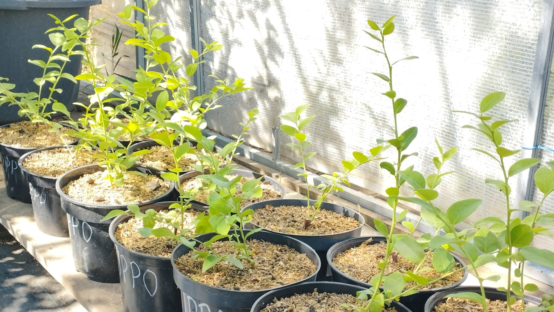 01-02-2025 Выращиваем саженцы голубики из черенков зимой.