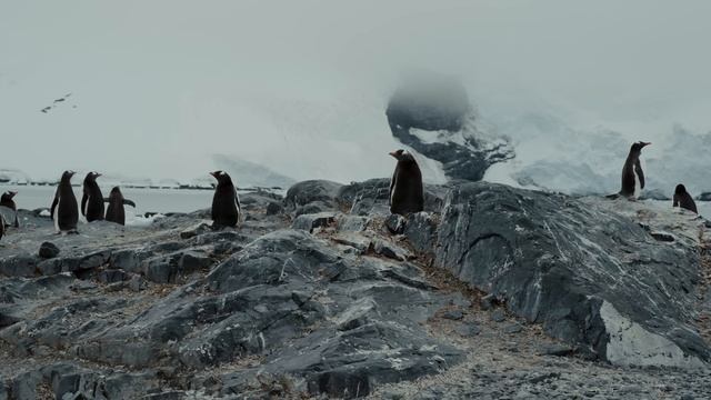 Visions of Antarctica   Ronin 4D Cinematic Film