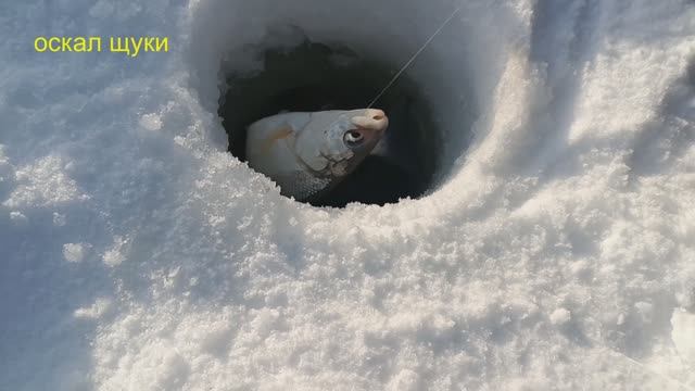 Рыбалка на сига в глухозимье. Жерлицы.