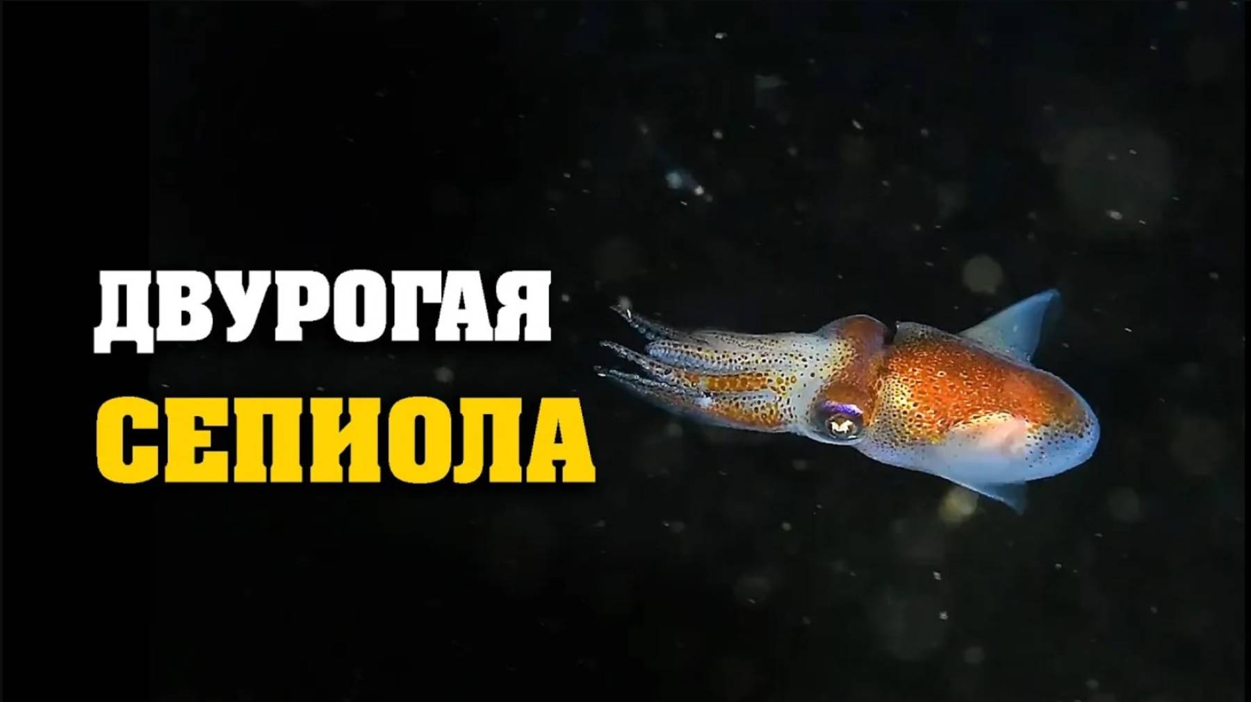 каракатица СЕПИОЛА двурогая.