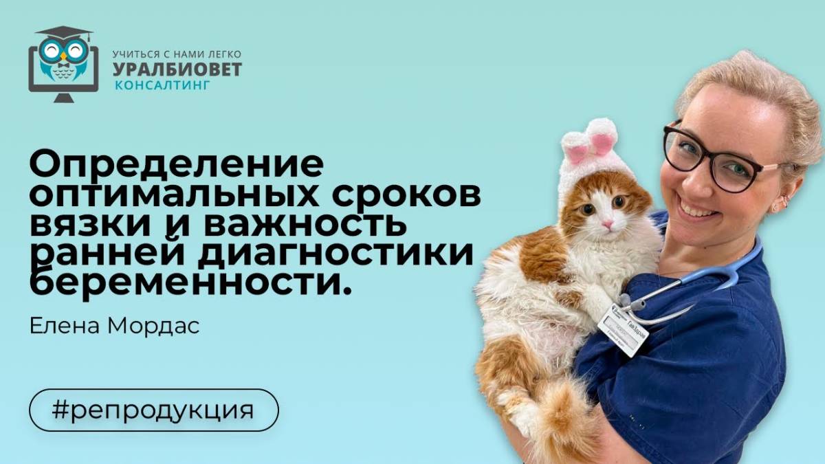 Определение оптимальных сроков вязки и важность ранней диагностики беременности. Лектор Елена Мордас