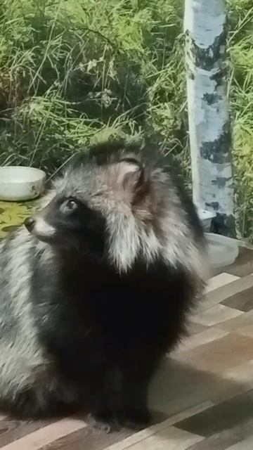 Бесстыжая морда.