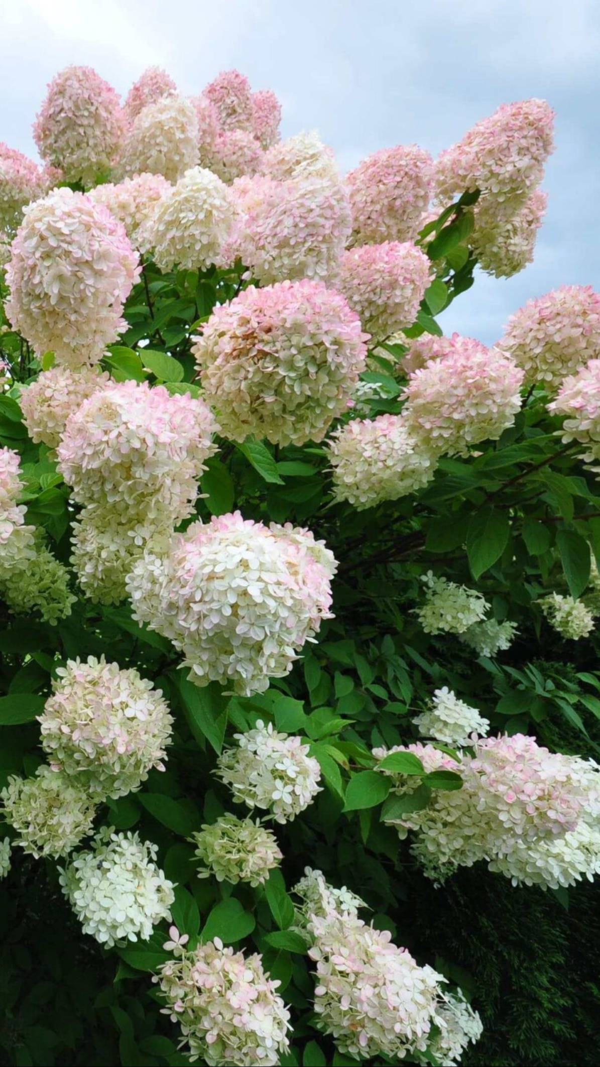 Гортензия метельчатая Grandiflora