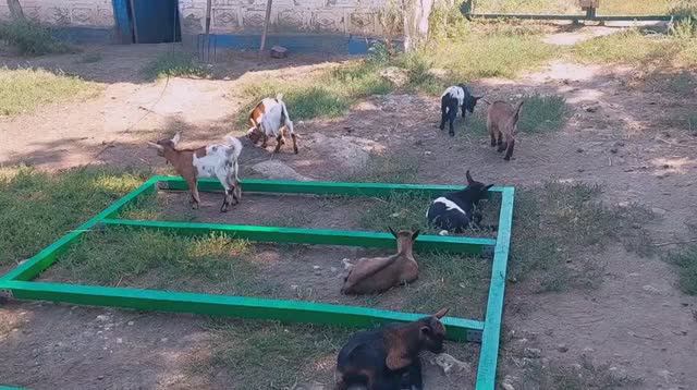 👩 МОИ  РАБОЧИЕ 🔨 БУДНИ - РЕМОНТ КОРМУШКИ и ПОСТРОЙКА ВОРОТ