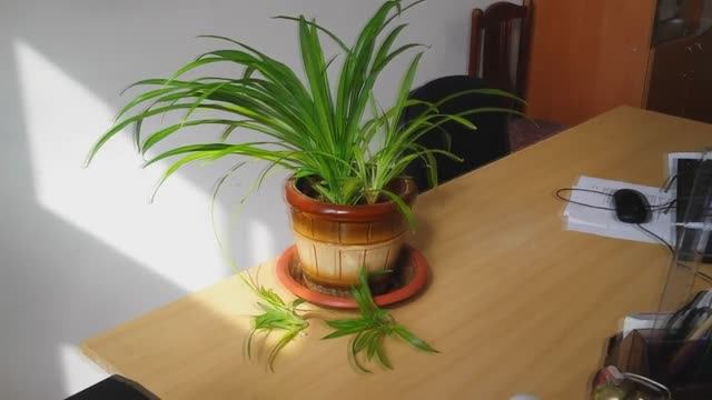 ХЛОРОФИТУМ - размножение, польза, условия содержания!