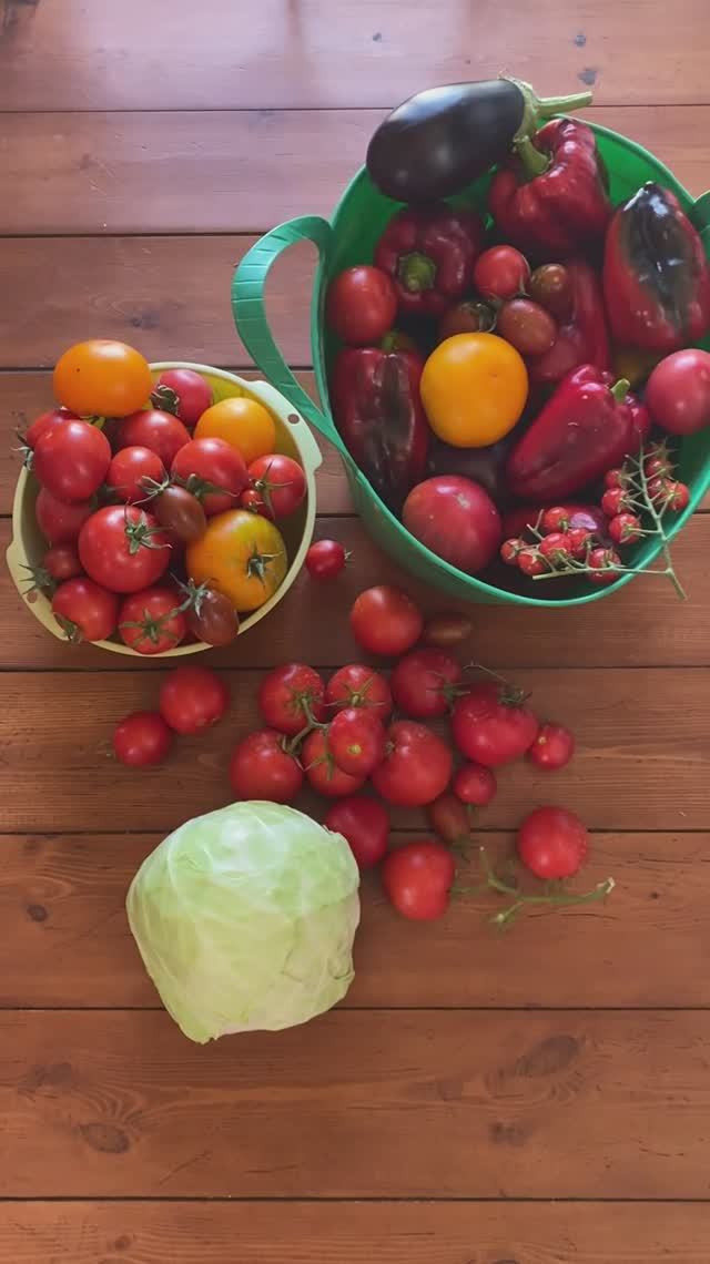 15 сентября урожай овощей без химии